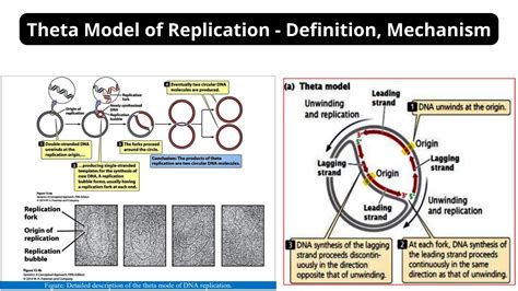 Replication Bubble Course S5 Biology Topic Unit 4 Dna Replication