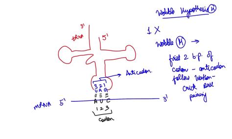Solved Which Of The Following Statements Related To Codon Anticodon