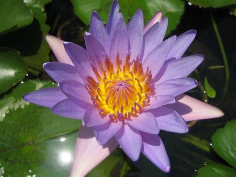 好美的藍蓮花 每日頭條