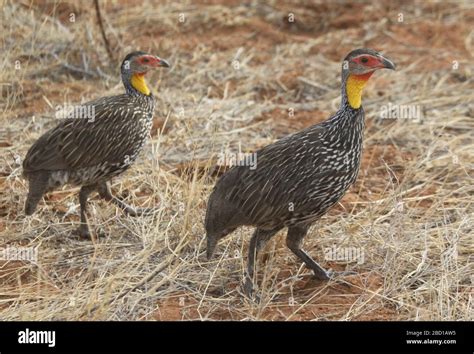 Yellow Necked Spurfowl Or Yellow Necked Francolin Pternistis