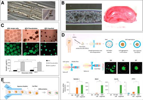 Microfluidic Formulation Of Topological Hydrogels For Microtissue