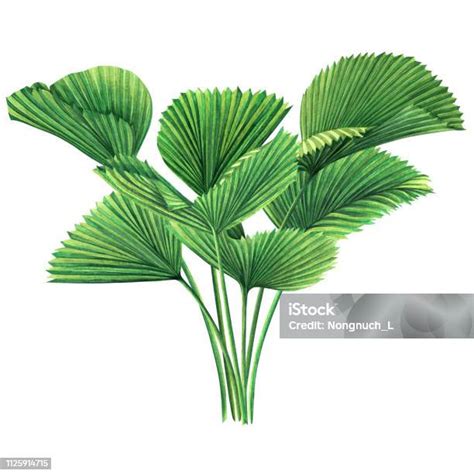 수채화 그림 나무 코코넛 팜 잎 녹색 잎 백색 배경에 고립 수채화 손으로 그린 그림 열 대 이국적인 잎 벽지 빈티지 하와이