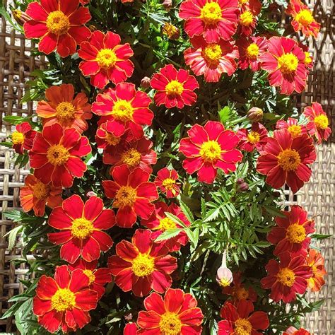 Disco Red Marigold Seeds Bold Red Single Blooms