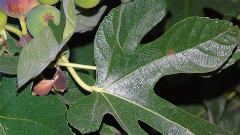Fig Tree Leaves