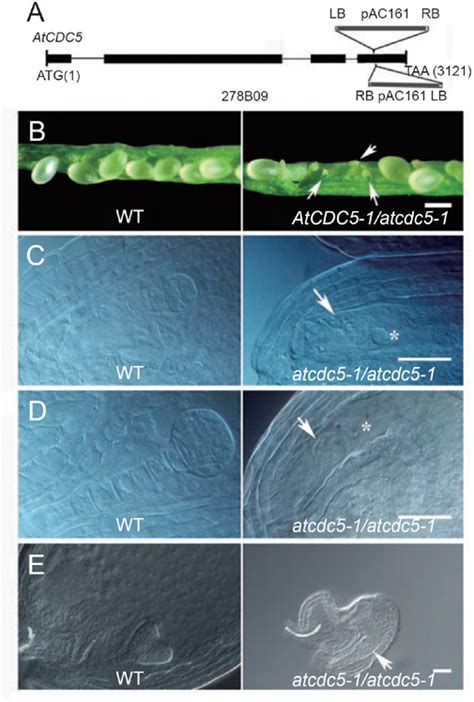 Characterization Of The T DNA Insertion Mutant Atcdc A Schematic Download Scientific