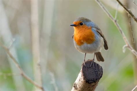 45500 Robin Eropa Foto Foto Foto Stok Potret And Gambar Bebas Royalti Istock