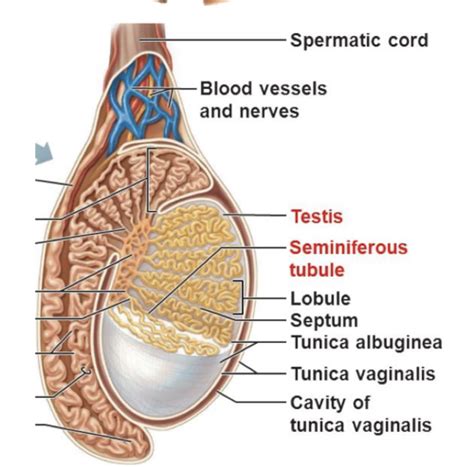 Lect18 Male Reproductive Tract Flashcards Quizlet