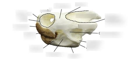 Turtle Skull Diagram Quizlet