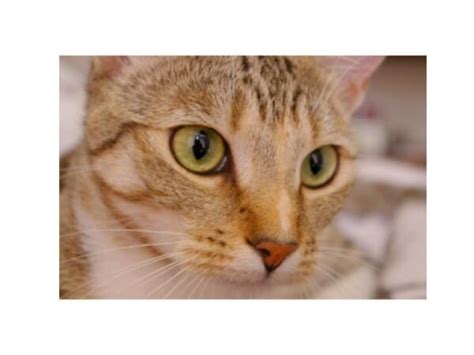 How To Display A Matplotlib Rgb Image Pyimagesearch