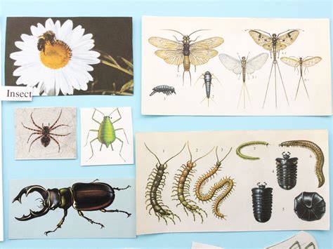 Insect Collage Kit Scrapbooking Ephemera Cut Out Insects Etsy