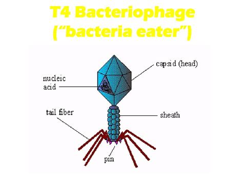 Ppt Chapter 25 Then Ch 24 Viruses And Bacteria Powerpoint