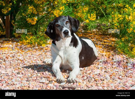 Treeing Walker Coon Hound Lying In Desert Garden MR Stock Photo Alamy