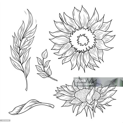 Print벡터 그래픽 꽃 컬렉션에는 해바라기 나뭇잎 분기 및 나뭇잎이 있습니다 결혼식 초대장 템플릿 카드 생일 0명에 대한 스톡 벡터 아트 및 기타 이미지 Istock
