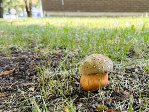 Paąžuolis Baravykas Išdygo Pačiame Kėdainių Miesto Centre Rinkosaikste Lt