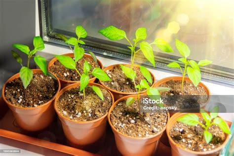 작은 냄비에서 따기 후 야채 묘목 고추 온실 여름을 심기위한 모종 인공 조명을 재배 농업 기술 계절에 대한 스톡 사진 및 기타 이미지 Istock