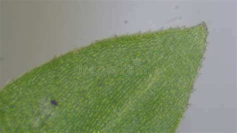 Elodea Canadensis Leaf Under Microscope At 300x Magnification Stock Image Image Of Leaf Water