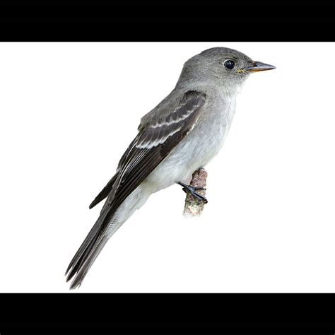 Eastern Wood Pewee Contopus Virens Identification Birda