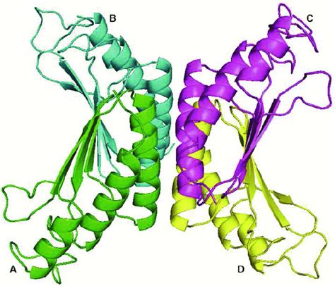 A Lipcd 3d Tetramer Structure Showing All The Four Chains Interacting Download Scientific
