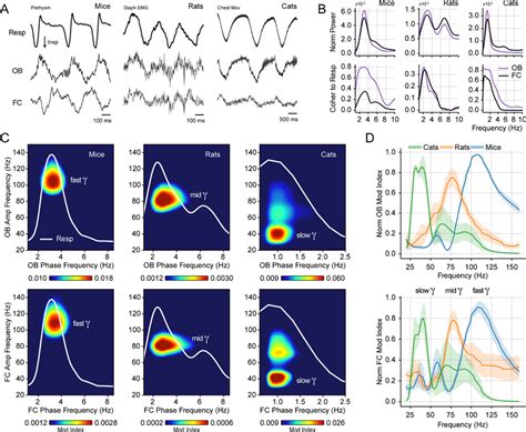 Respiration Modulates Local Gamma Oscillations A Respiration Resp Download Scientific