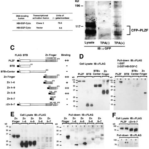 Schematic Models Of The Roles Of Hb Egf C A An Intracellular Download Scientific Diagram