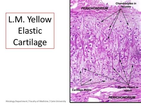 Cartilage Prac Histology