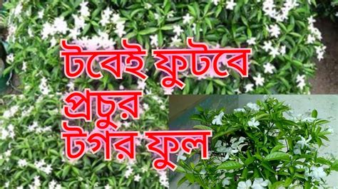 টবে টগর ফুলের মাটি তৈরি করে কি করে প্রতিস্থাপন করবেন ও পরিচর্যা করবেন।how To Row N Care Tagar