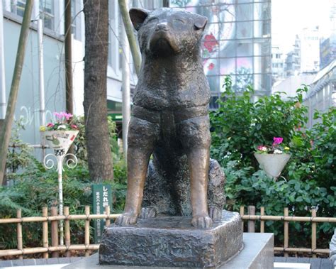 Tokyo Shibuya Sightseeing With An Audio Guide Tokyo Area