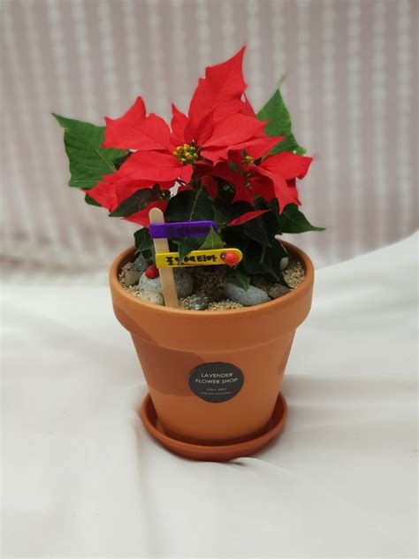 크리스마스 식물 포인세티아 알아보아요꽃말 관리법 네이버 블로그