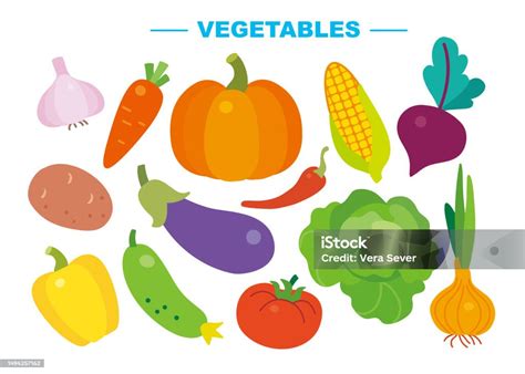 흰색 배경에 야채 세트 마늘 당근 호박 비트 뿌리 양파 감자 토마토 오이 가지 후추 칠리 양배추 옥수수 벡터 평면 격리 그림입니다 가지 채소에 대한 스톡 벡터 아트 및 기타