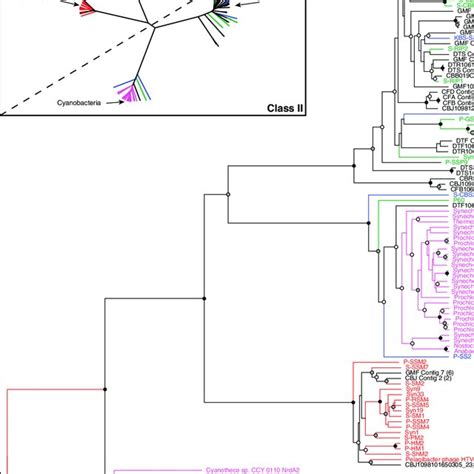 Unrooted Maximum Likelihood Tree With 100 Bootstrap Replicates Of Class