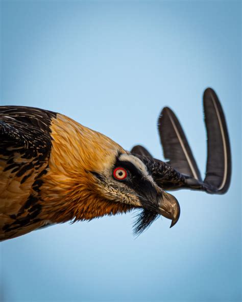 Winners Announced World Of Vultures Photography Contest Vulture Day