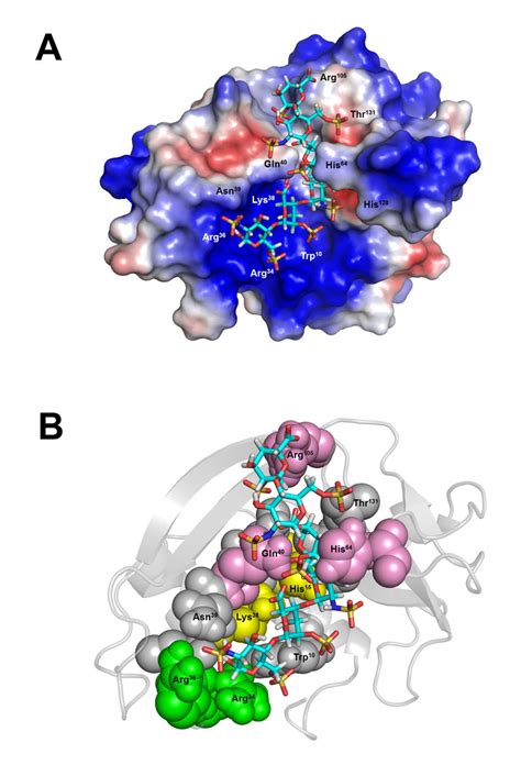 Predicted Ecp Hep6 Interaction A Wtecp Surface Was Colored According Download Scientific