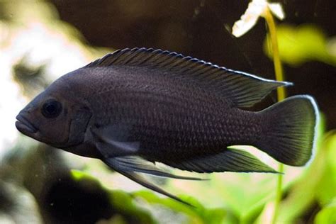 Variabilichromis Moorii - Goodjoseph LIVE Fish Store