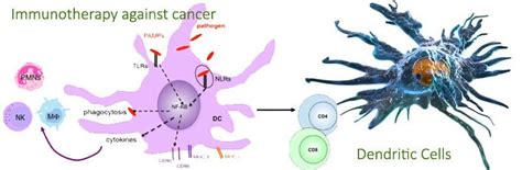Dendritic Cell Therapy Dendritic Cell Therapy
