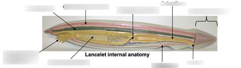 Lancelet Internal Anatomy Model Diagram Quizlet