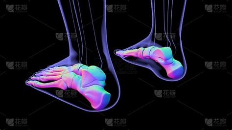 人体骨骼足部解剖学医学概念