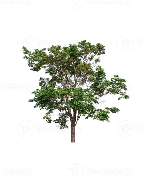 Tree Without Background Stock Photos Images And Backgrounds For Free Download