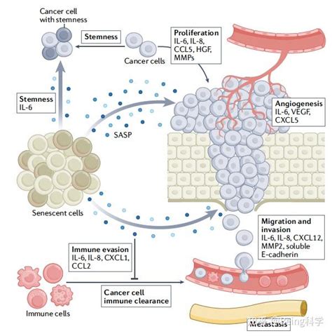 Nature综述 如何理解衰老与癌症的复杂关系？ 知乎