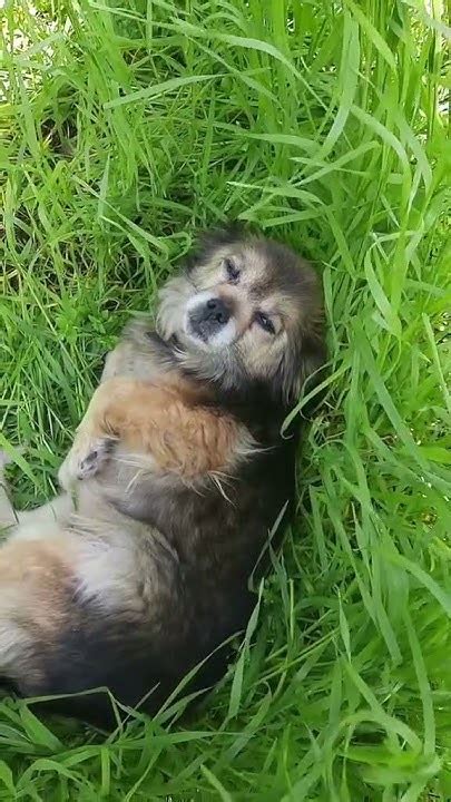 доброго раночку Youtube