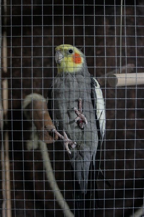 What Your Cockatiel Needs For Long Term Health And Happiness