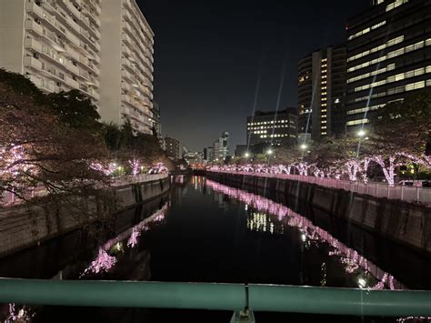 2023 11 10 2024 1 8 目黒川みんなのイルミネーション 有限会社マイス