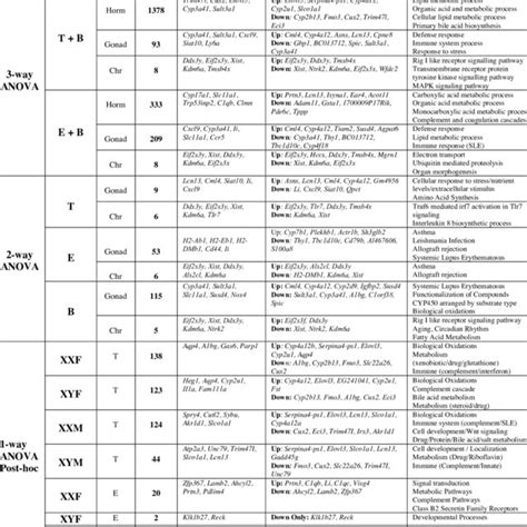 Sex Differences In The Entorhinal Cortex A A Horizontal Section Of Download Scientific