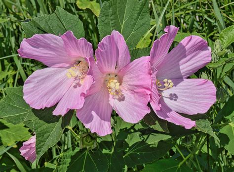 Native Plants Vs Native Cultivars Whats Best For Pollinators