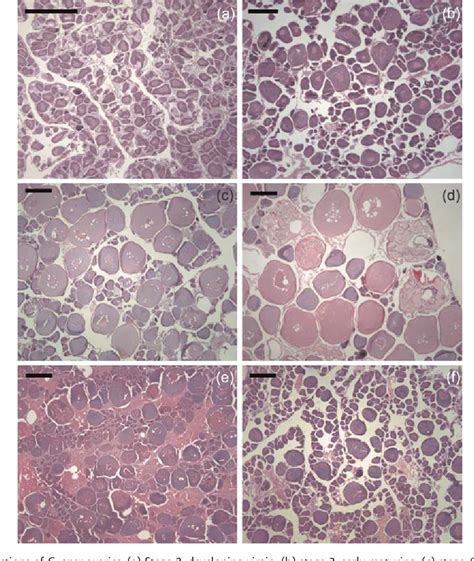 Figure 2 From Oocyte Development And Maturity Classification Of