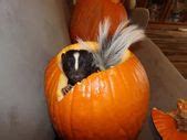 Sniffer Animal In Real Life