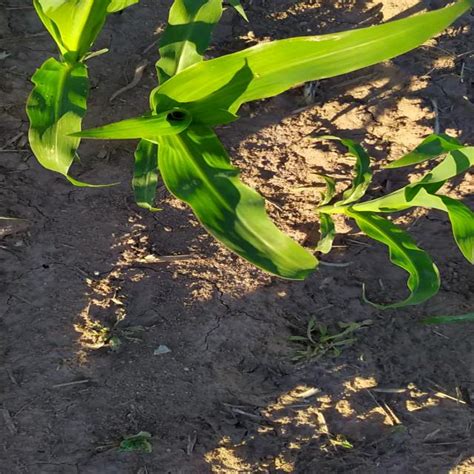 Corn Weed Detection Object Detection Dataset And Pre Trained Model By Ast426lab7cornweeddetection