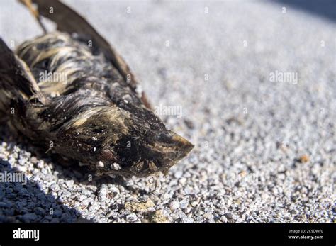 Close Up Of Decomposing Body Of A Small Dead Bird Lying On Gravel Stock