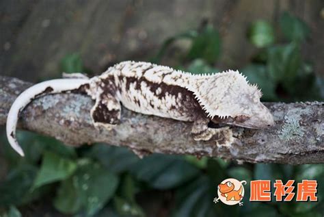 浅谈睫角守宫常见疾病、睫角守宫品系完全指南 知乎