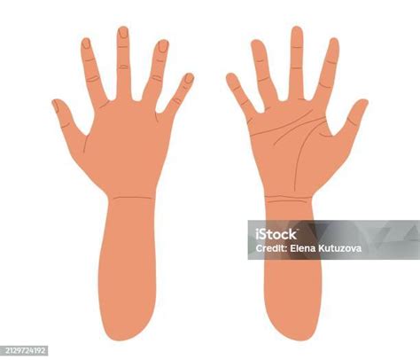 두 손 손바닥의 뒷면과 안쪽 몸짓 인간의 손바닥과 손가락 손가락 가리키는 손 사람 흰색 배경에 고립된 녹은 손가락으로 손바닥을 엽니다 플랫 스타일로 손바닥 5번을 엽니다 2