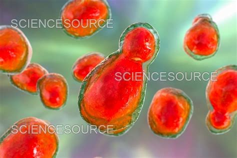 Cryptococcus Neoformans Fungus Illust Stock Image Science Source